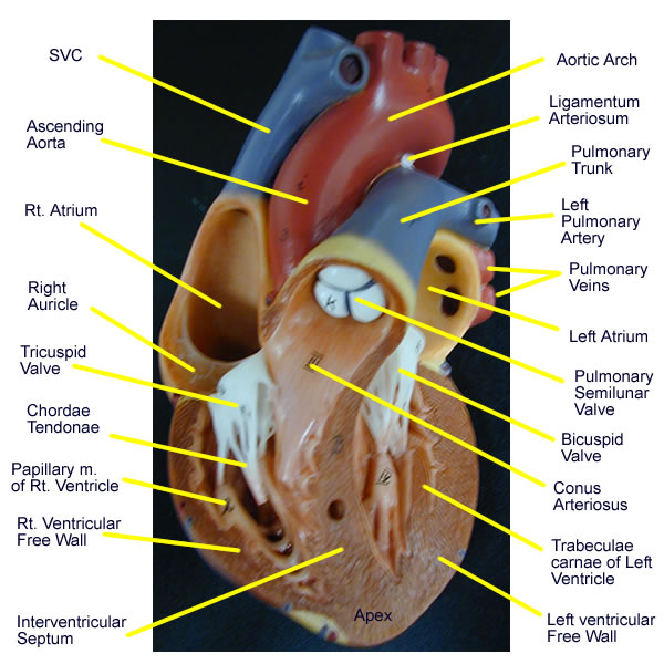 Conus Arteriosus Heart
